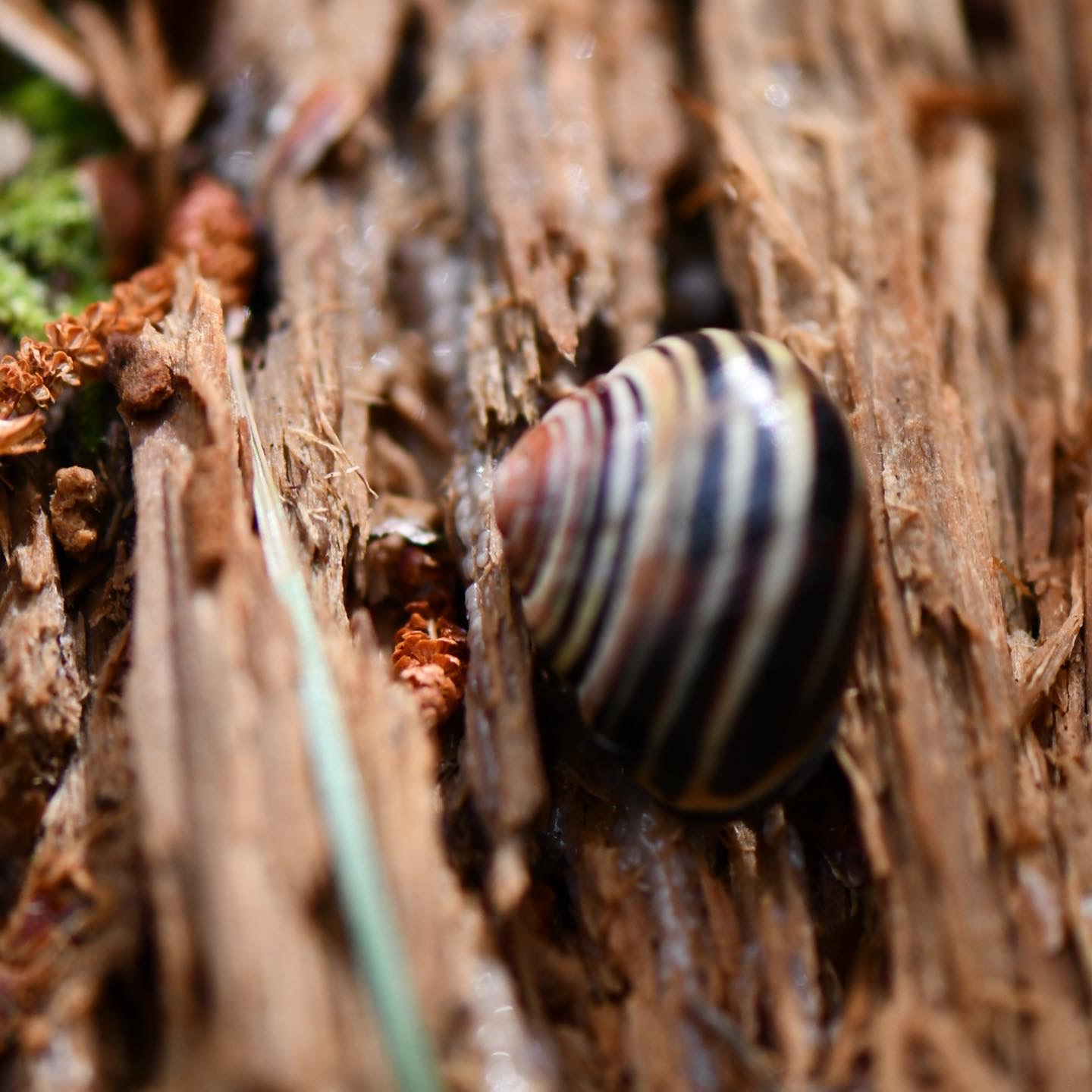 Timeline - Save Hunt Club Forest